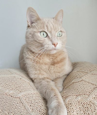 Cranial Cruciate Ligament Rupture Treatment Options - Vet in Greenfield ...