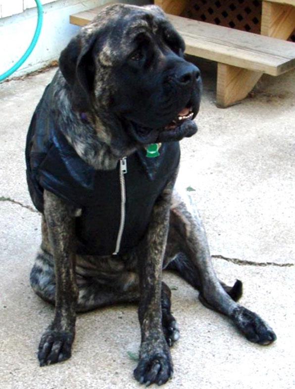 TPLO - Vet in Greenfield | Midwest Veterinary Specialists