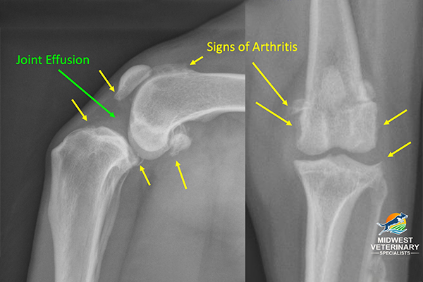 Cranial Cruciate Ligament Rupture Diagnosis - Vet in Greenfield ...