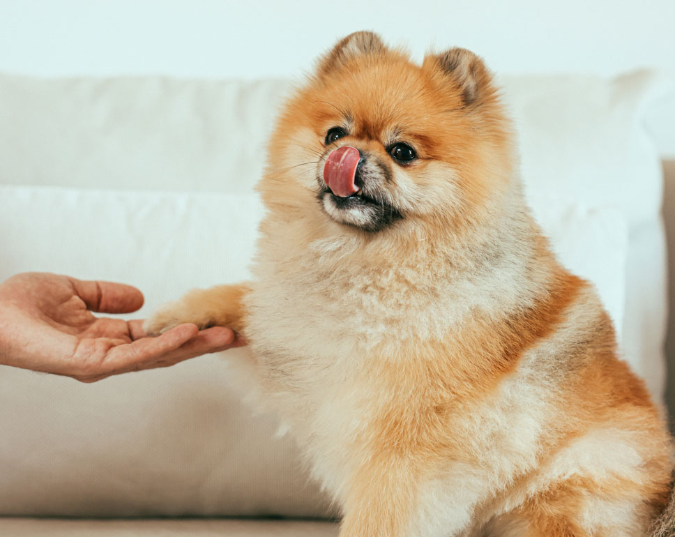 Post-operative Lameness - Vet in Greenfield | Midwest Veterinary ...