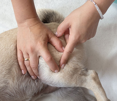 Cranial Cruciate Ligament Rupture Diagnosis - Vet in Greenfield ...