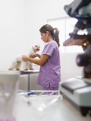 Careers - Vet in Greenfield | Midwest Veterinary Specialists