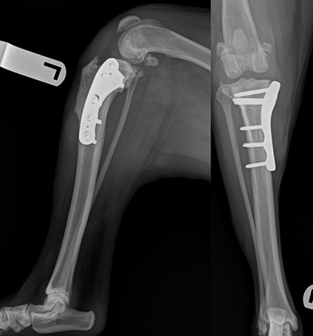Post-TPLO Recovery - Vet in Greenfield | Midwest Veterinary Specialists