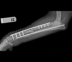 Surgery - Vet in Greenfield | Midwest Veterinary Specialists