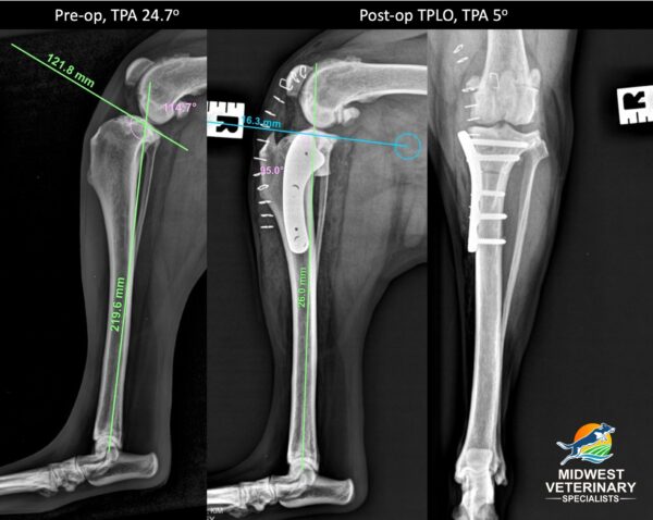 What Dog Owners Should Know About Tibial Plateau Leveling Osteotomy ...