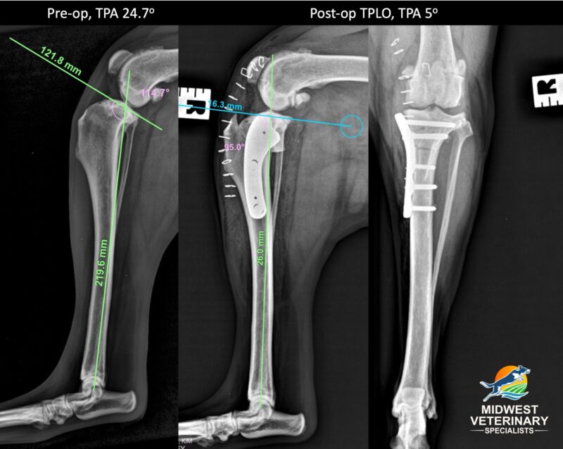 What Dog Owners Should Know About Tibial Plateau Leveling Osteotomy ...