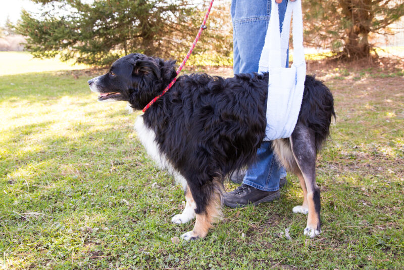 Treatment Options for Cranial Cruciate Ligament Rupture in Dogs ...