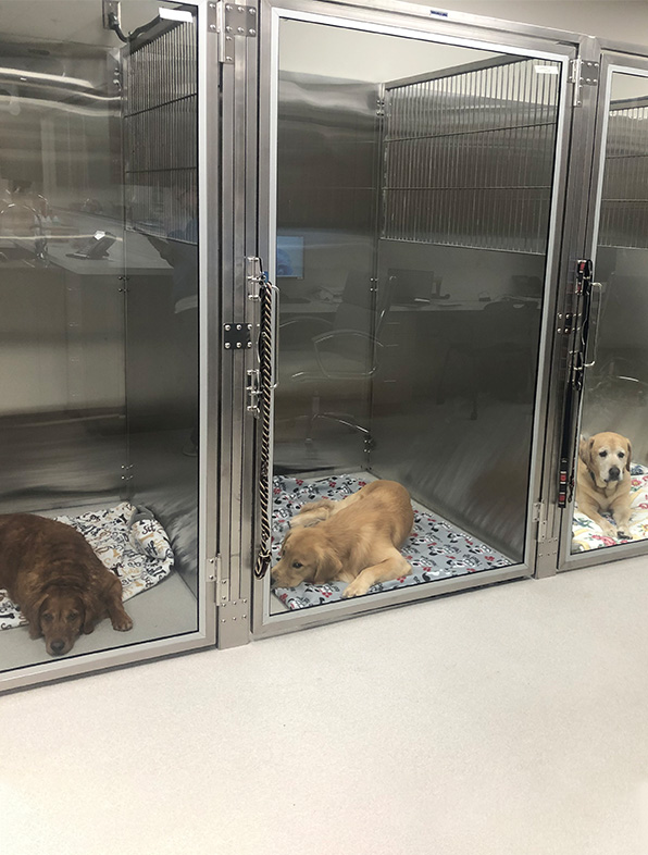 Rehabilitation - Vet in Greenfield | Midwest Veterinary Specialists