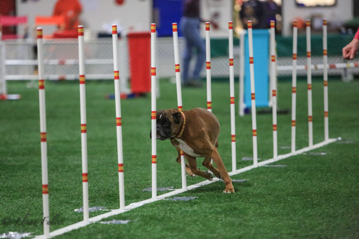 Common Sporting Injuries in Dogs - Midwest Veterinary Specialists