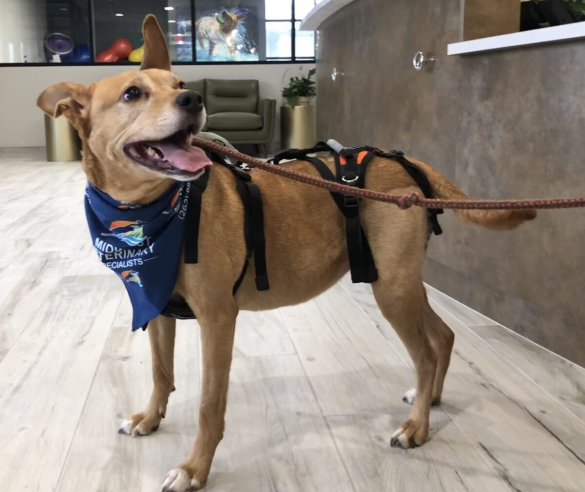 Post-Operative Care and Rehabilitation for Dogs Following Tibial ...