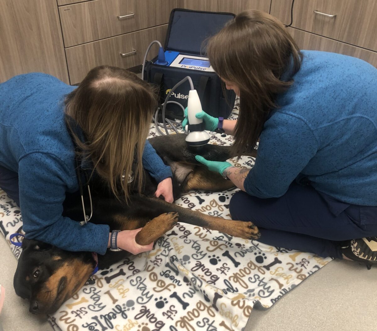 Shockwave Therapy in Pets - Midwest Veterinary Specialists