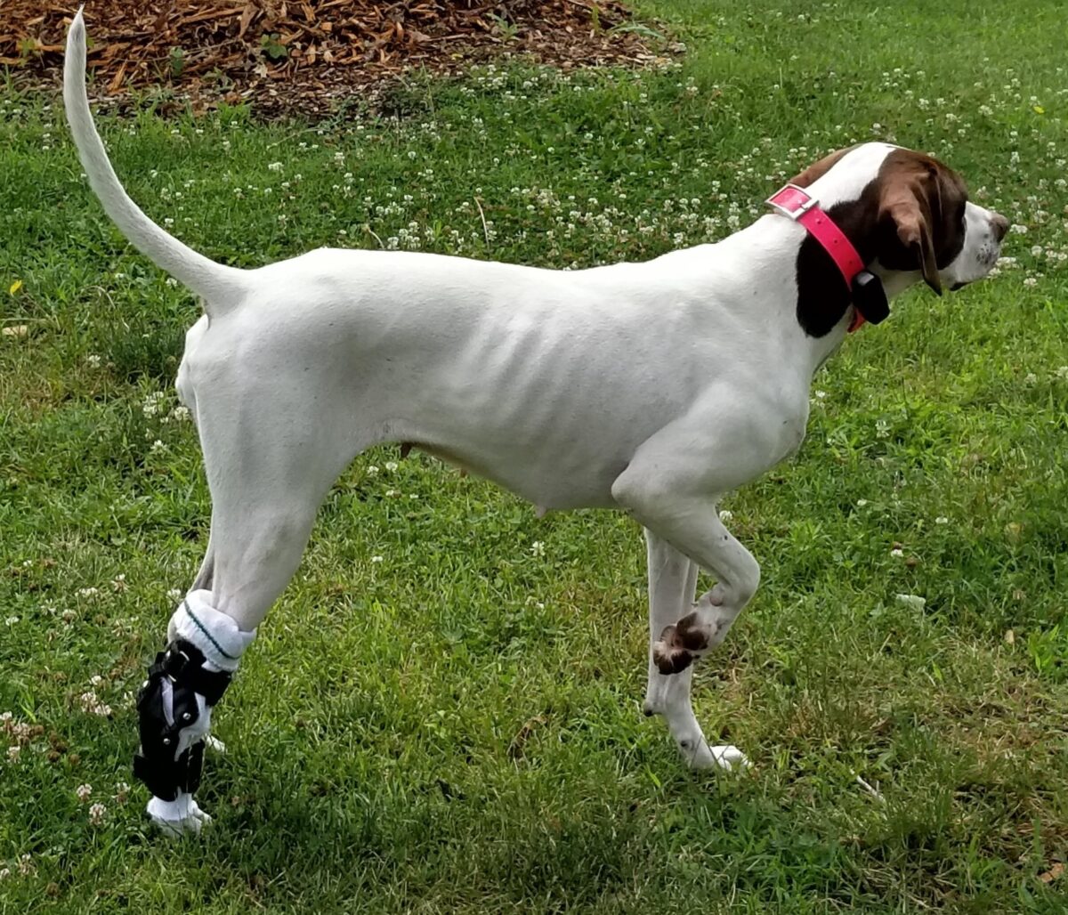 Common Sporting Injuries in Dogs - Midwest Veterinary Specialists