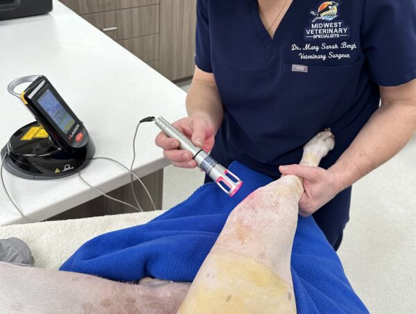 Pet Laser Therapy - Midwest Veterinary Specialists